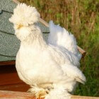 Kippenrassen: de Chabo kriel | Dier en Natuur: Dieren