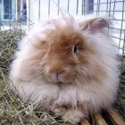 Het angora konijn, een bijzonder ras | Dier en Natuur: Huisdieren