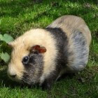 Het fokken van cavia's | Dier en Natuur: Huisdieren